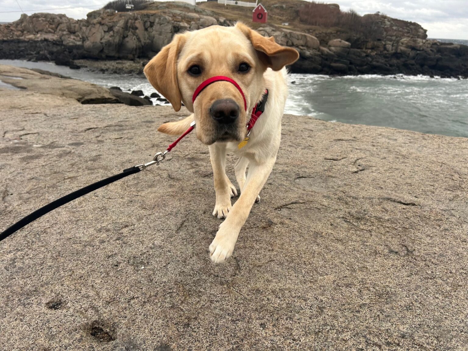 Welcome NEADS Assistance Dog Elwood! - Anna Maria College